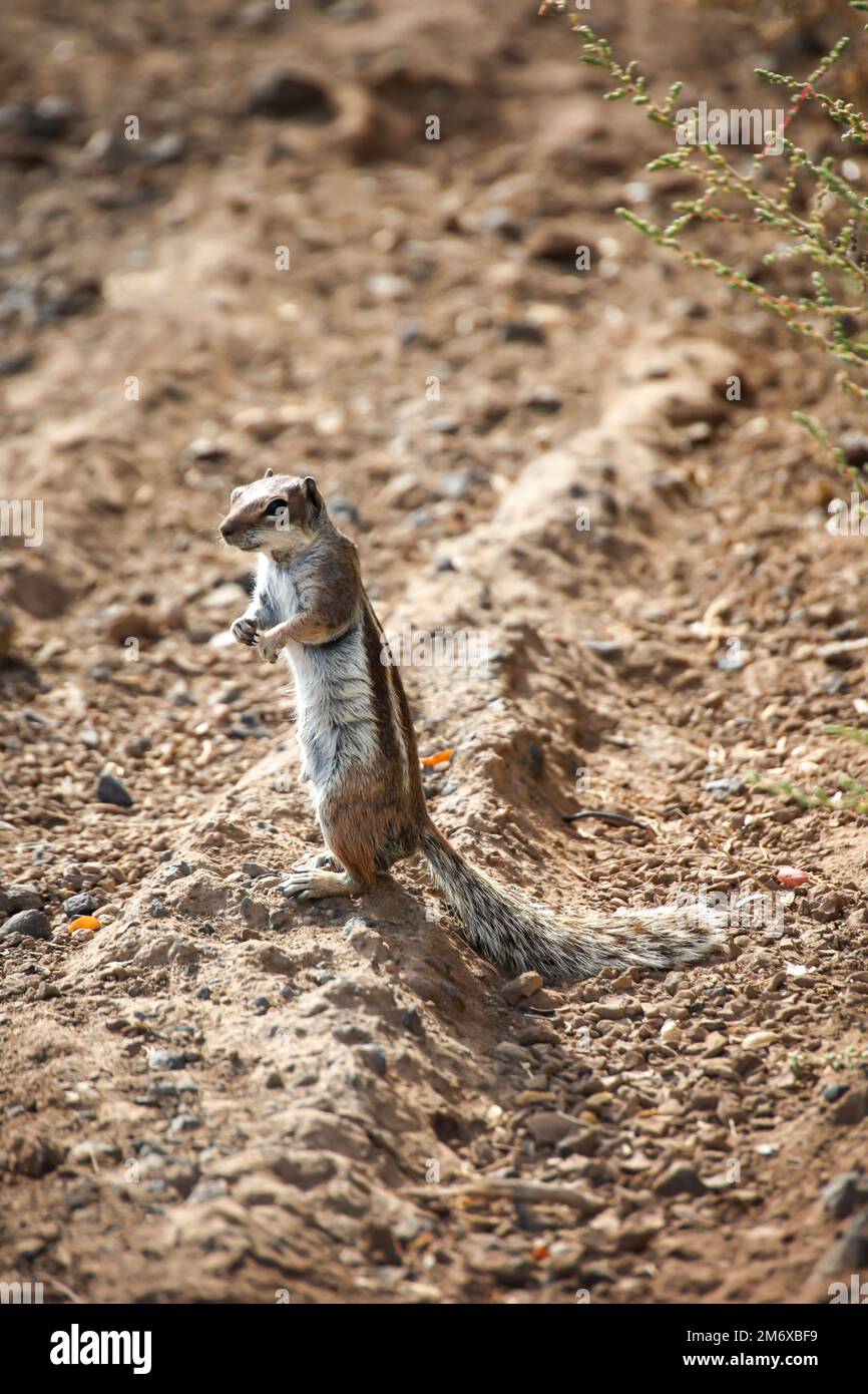 Close-up of an Atlas squirrel on Fuerteventura. An introduced species ...