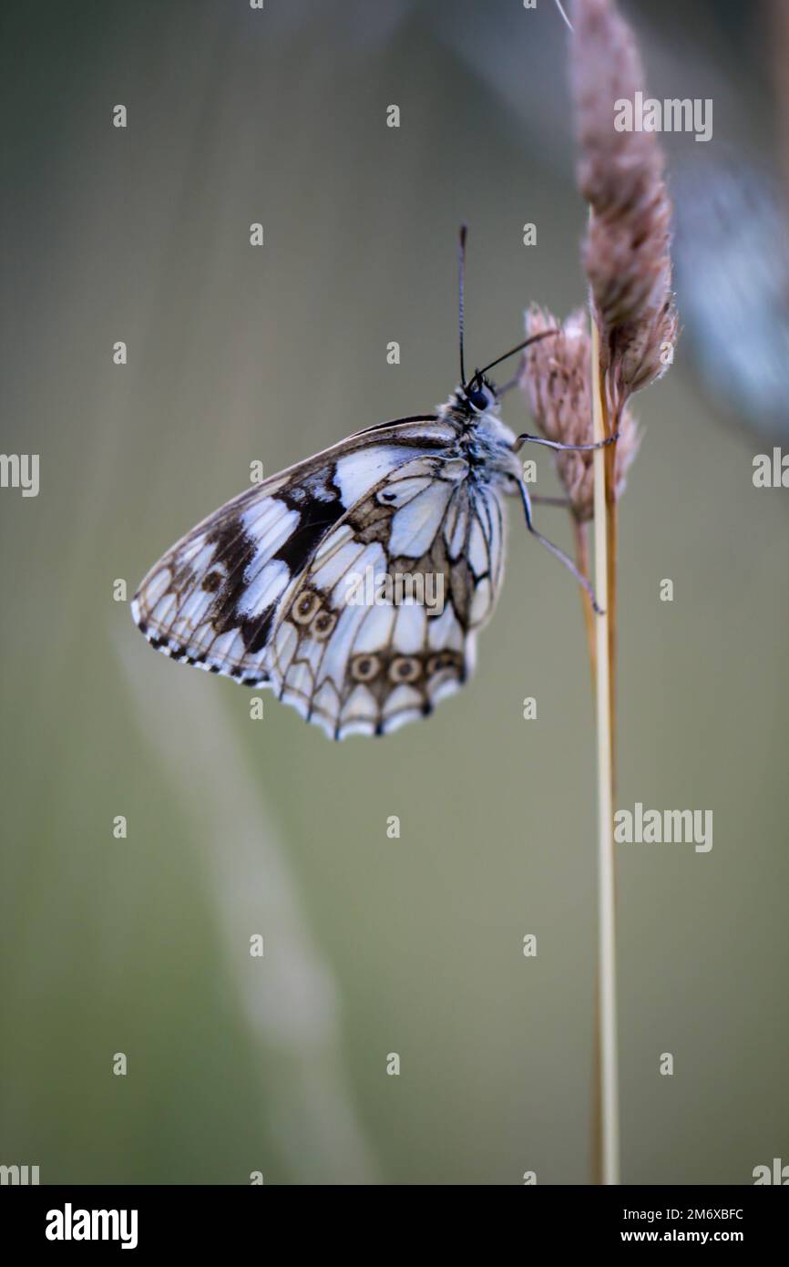 Checkerboard butterfly hi-res stock photography and images - Alamy