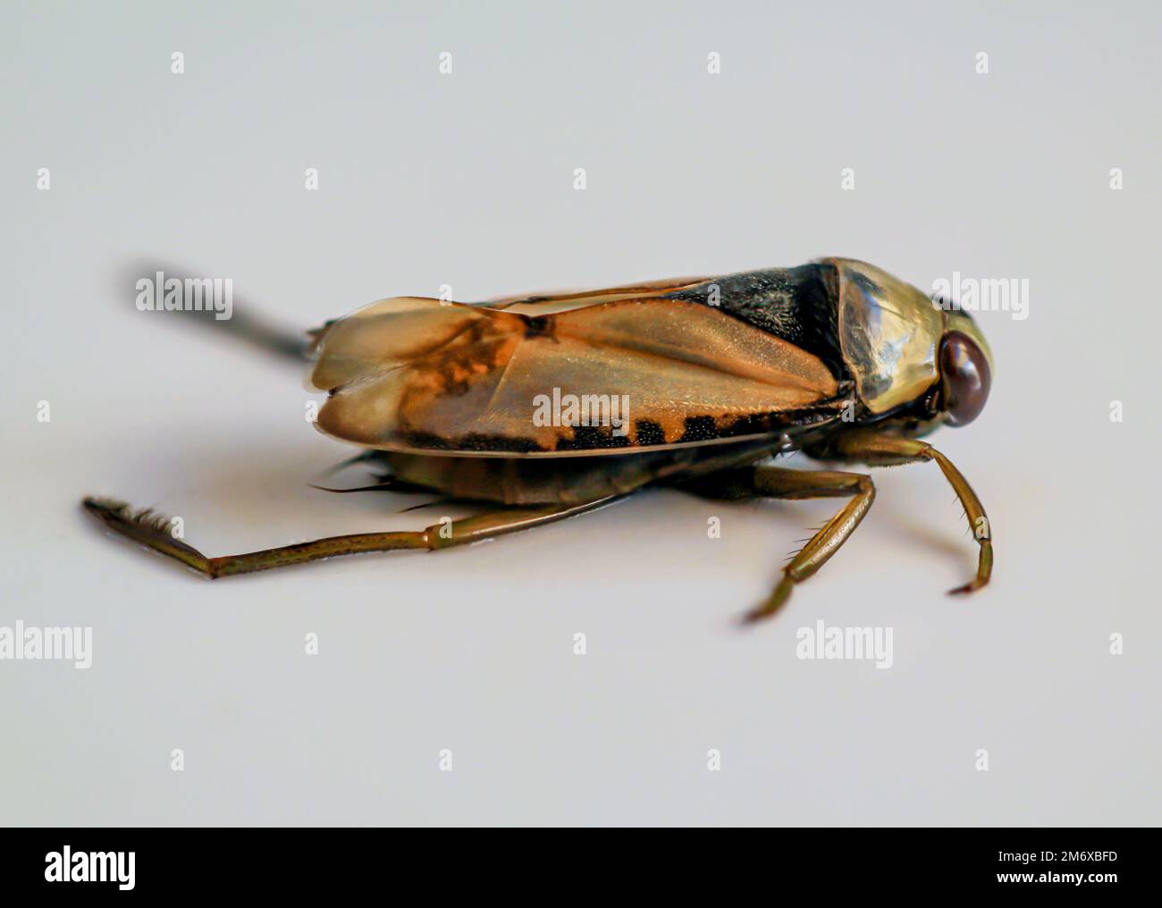Close-up of a common backswimmer, a water bug, Notonecta glauca Stock ...