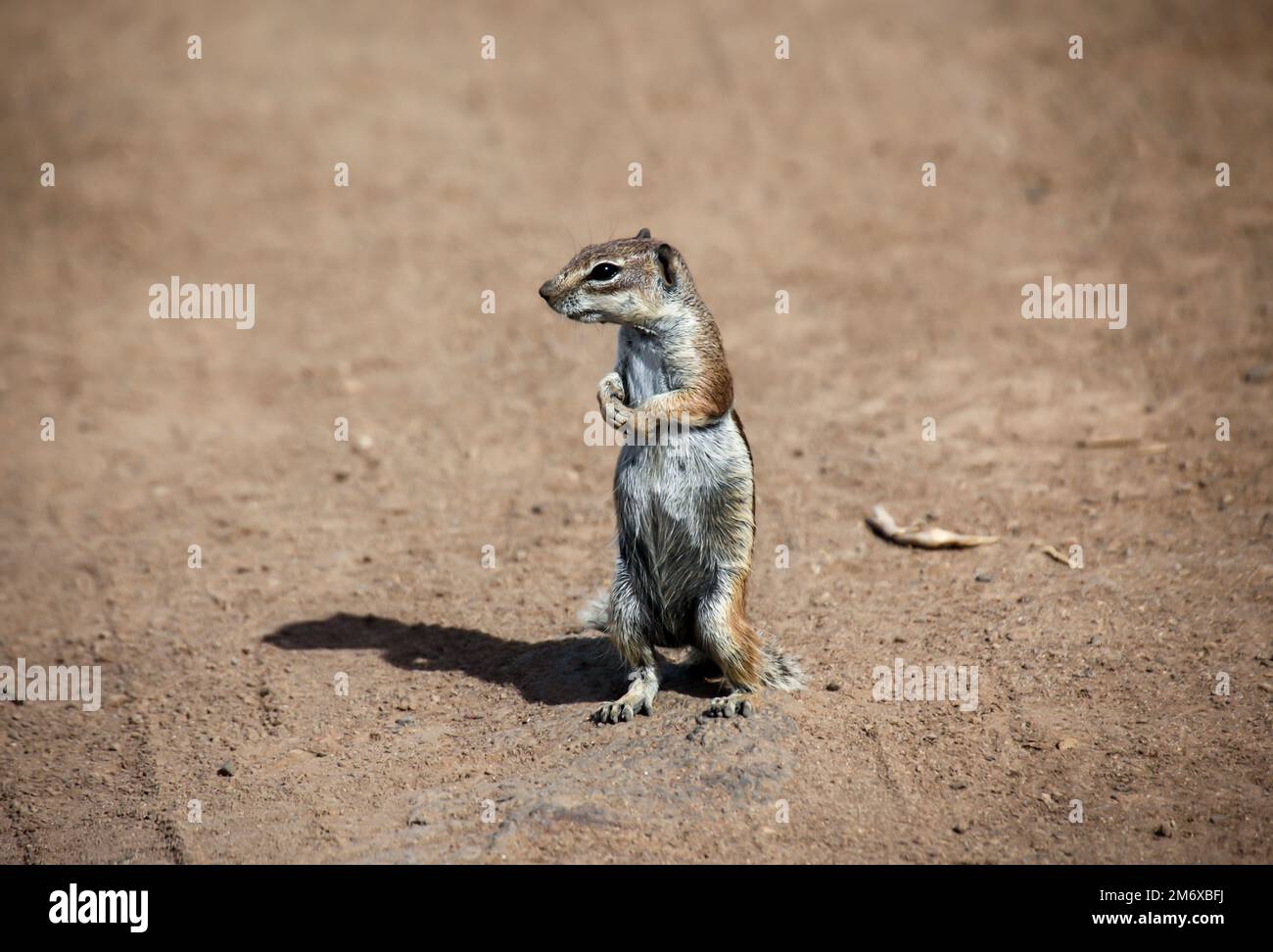 Species of rodent introduced hi-res stock photography and images - Alamy