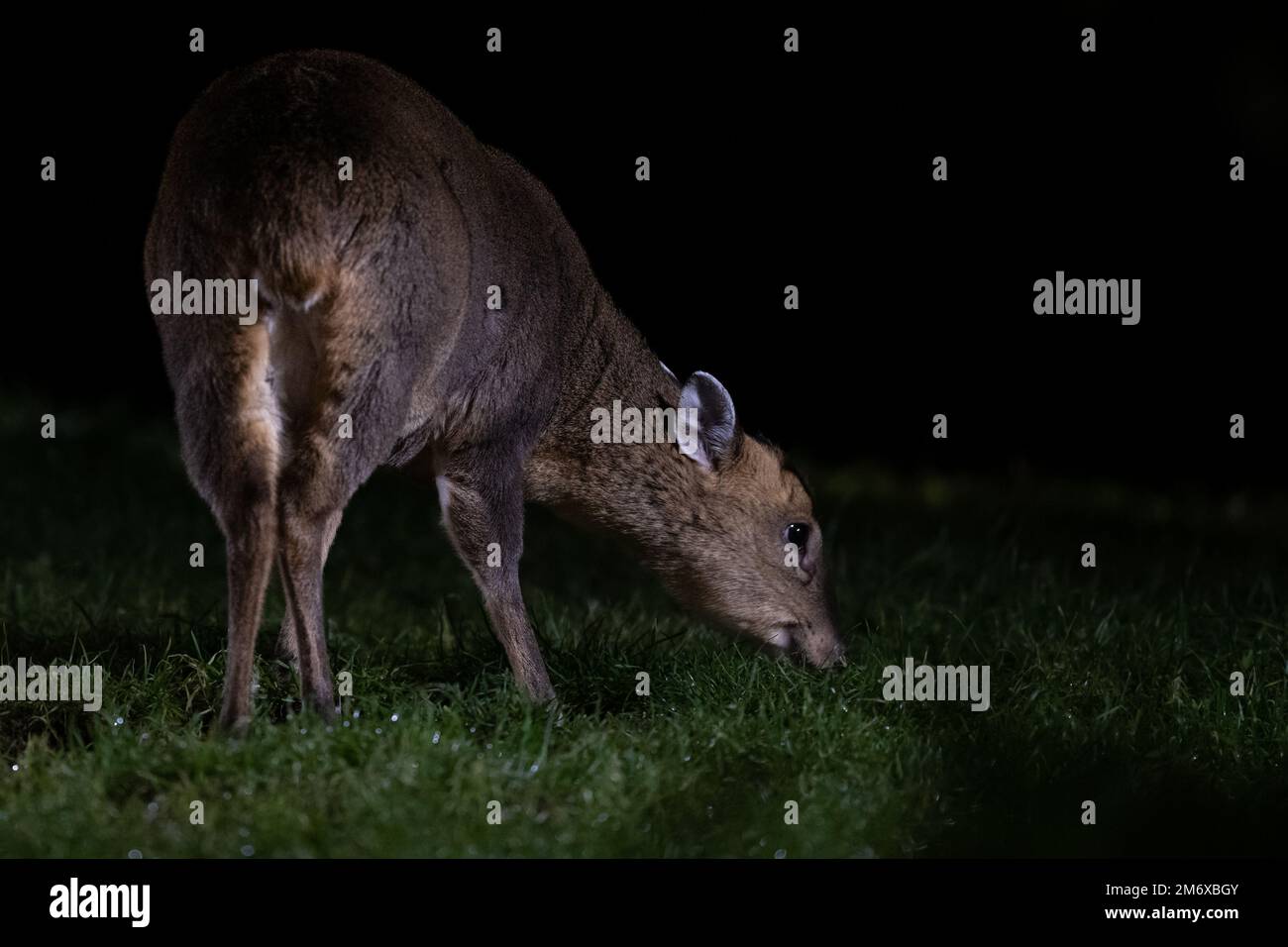 A cute Reeves's muntjac in the green field at night Stock Photo - Alamy