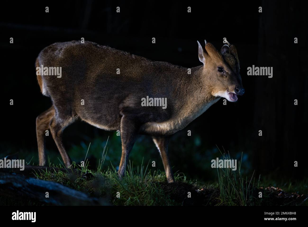 A cute Reeves's muntjac in the green field at night Stock Photo - Alamy
