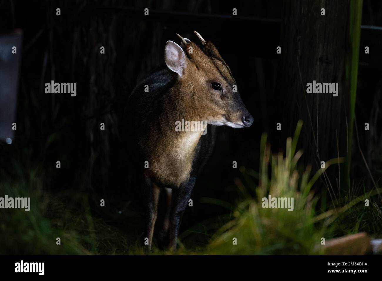 A cute Reeves's muntjac in the green field at night Stock Photo - Alamy