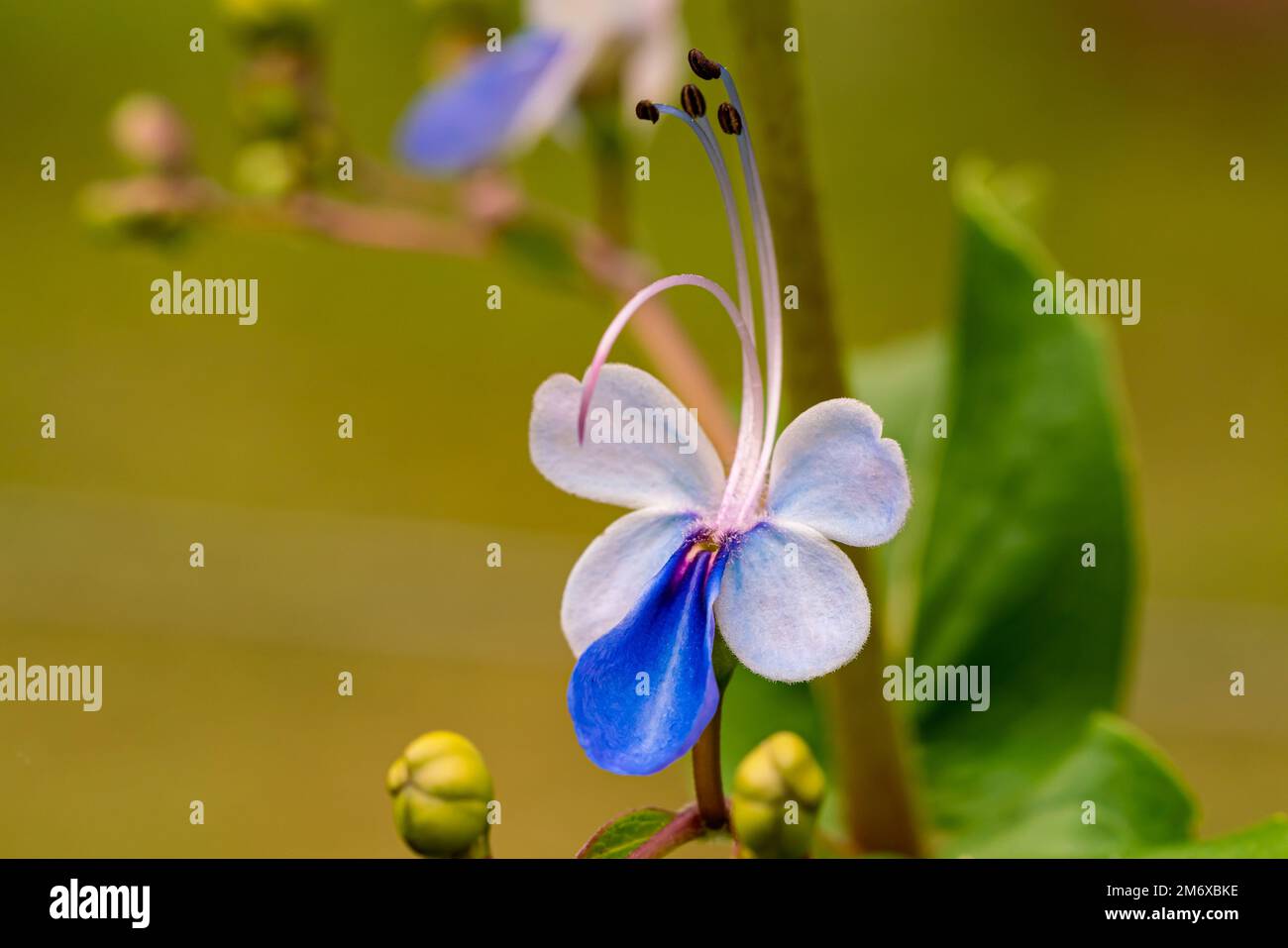 Blooming clerodendrum flower in a tree Stock Photo - Alamy