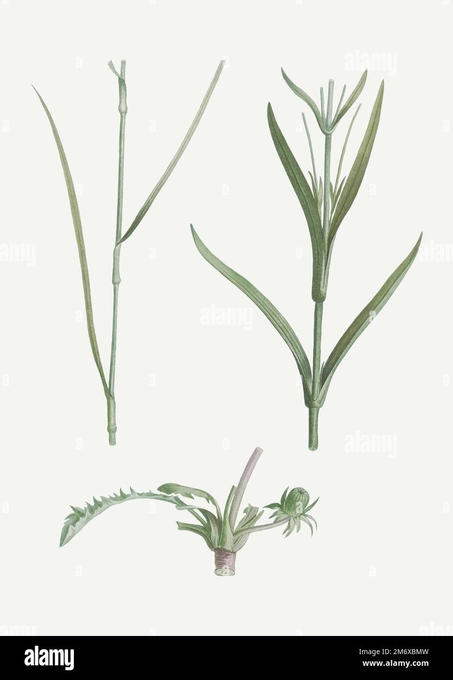 Vintage plant stems set vector Stock Vector Image & Art - Alamy