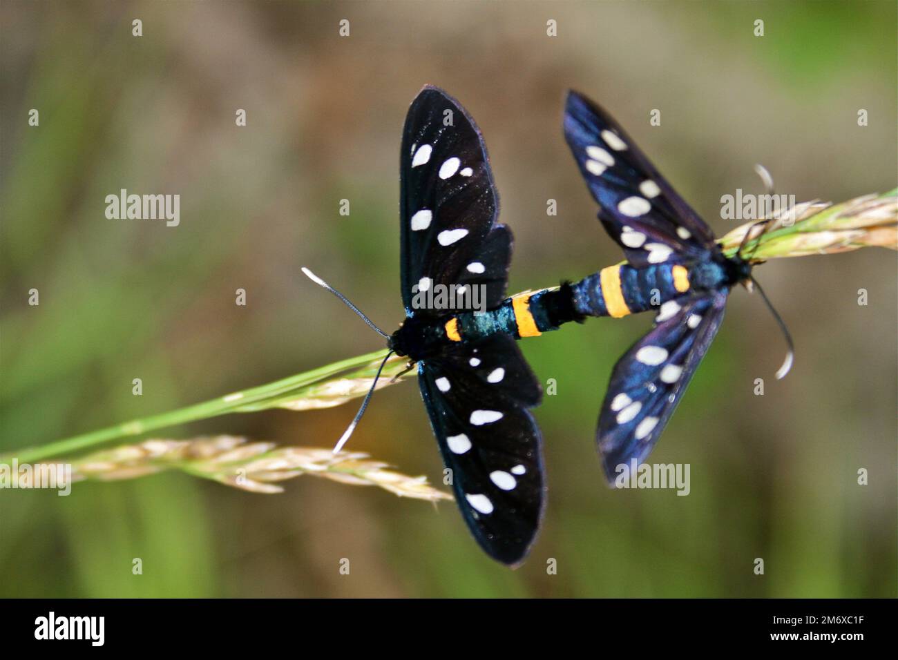 Fegea amata butterfly Stock Photo - Alamy