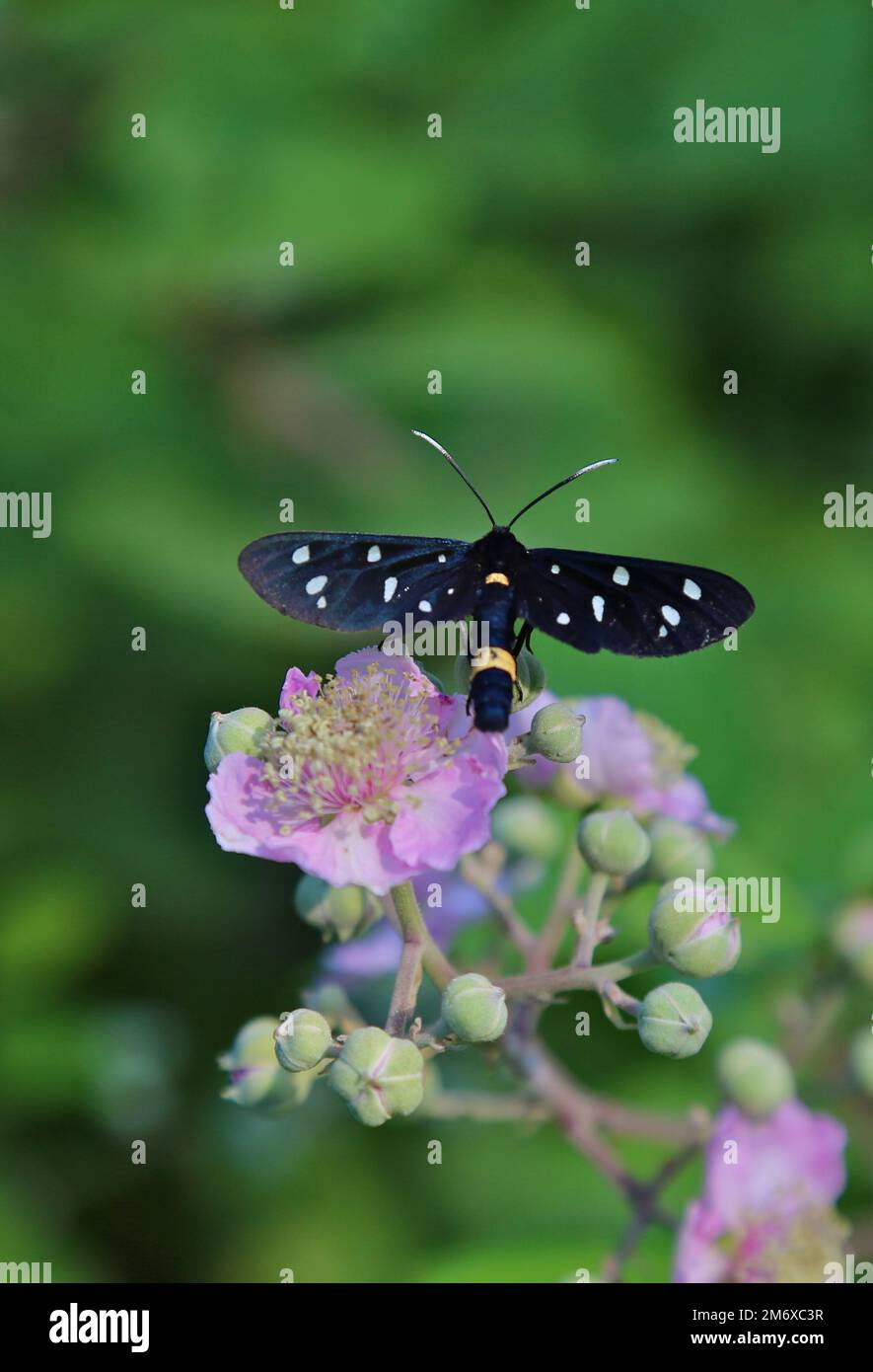 Fegea amata butterfly Stock Photo - Alamy
