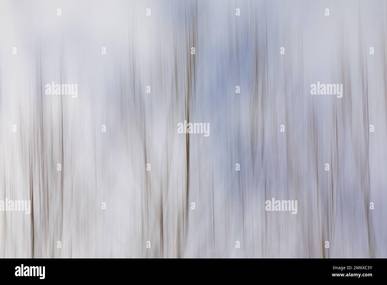 Autumn leafless tree bush blur Stock Photo - Alamy