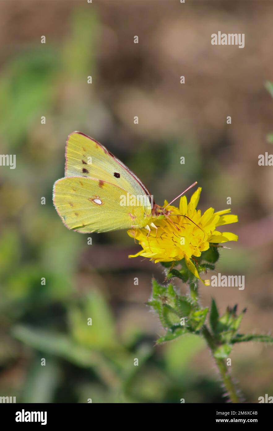 Mediterranean butterfly hi-res stock photography and images - Alamy