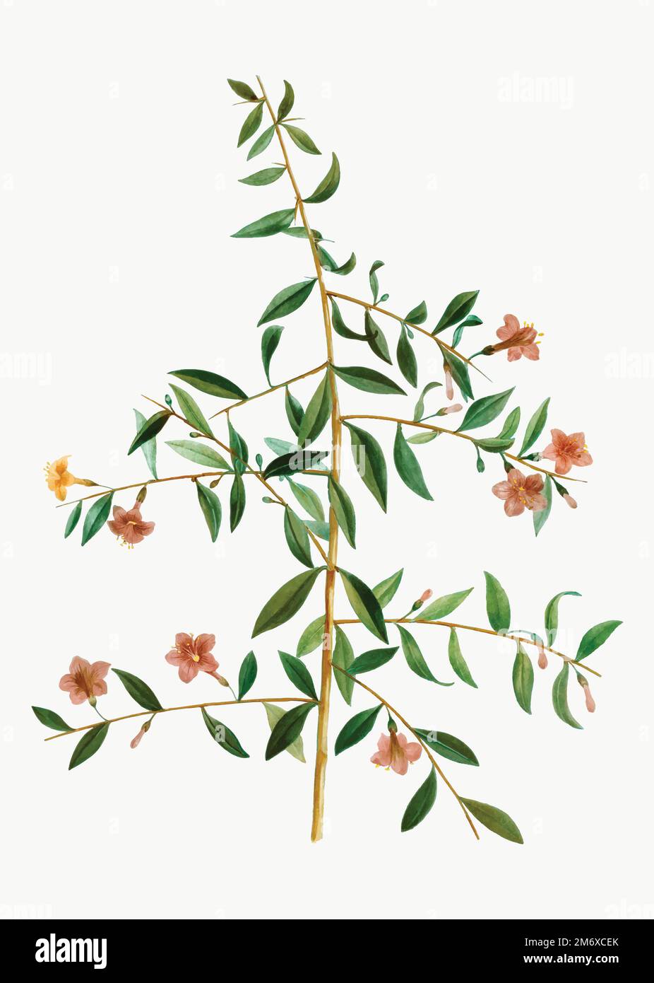 Vintage lycium lanceolatum branch vector Stock Vector Image & Art - Alamy