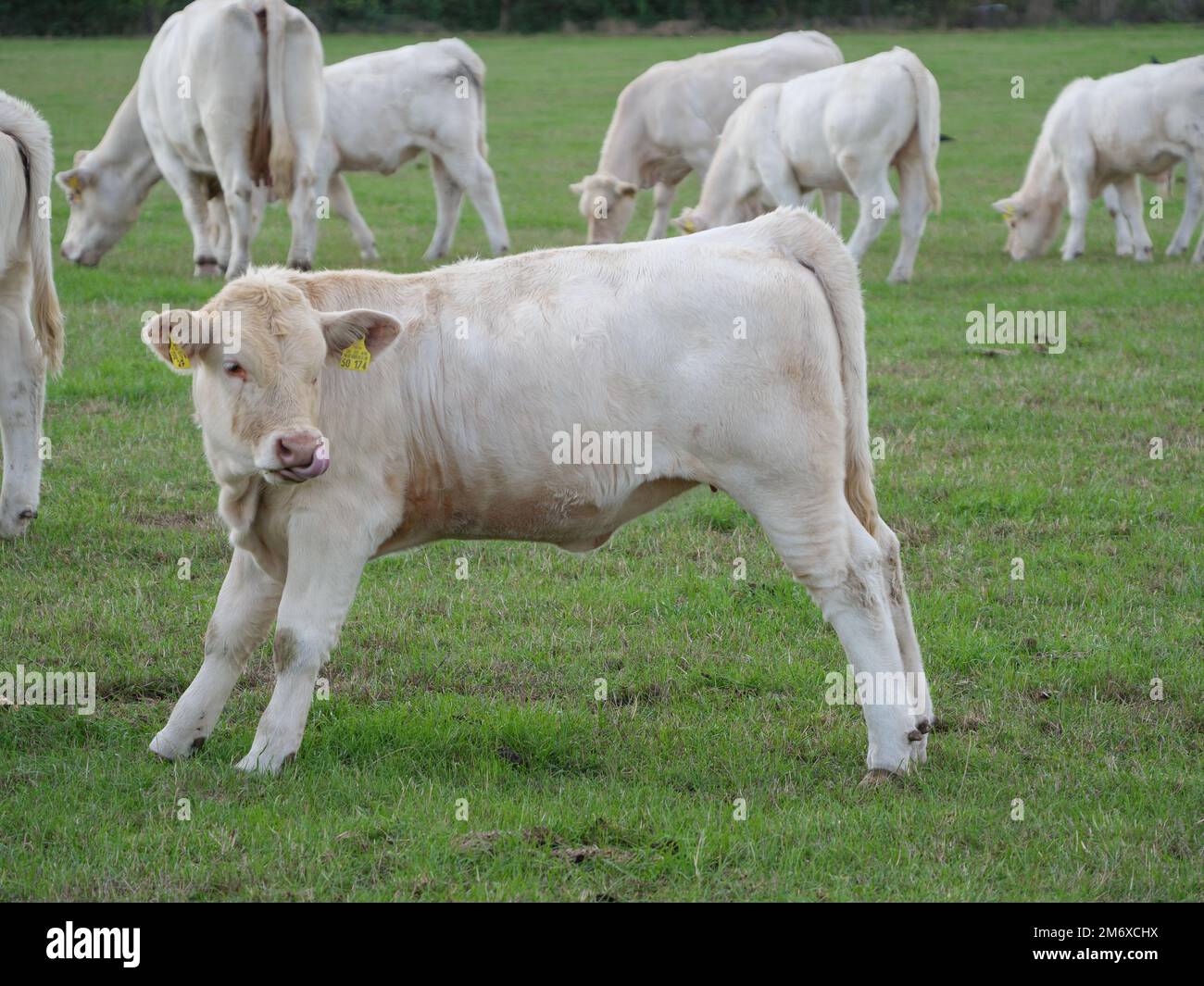 Milk cows germany hi-res stock photography and images - Alamy