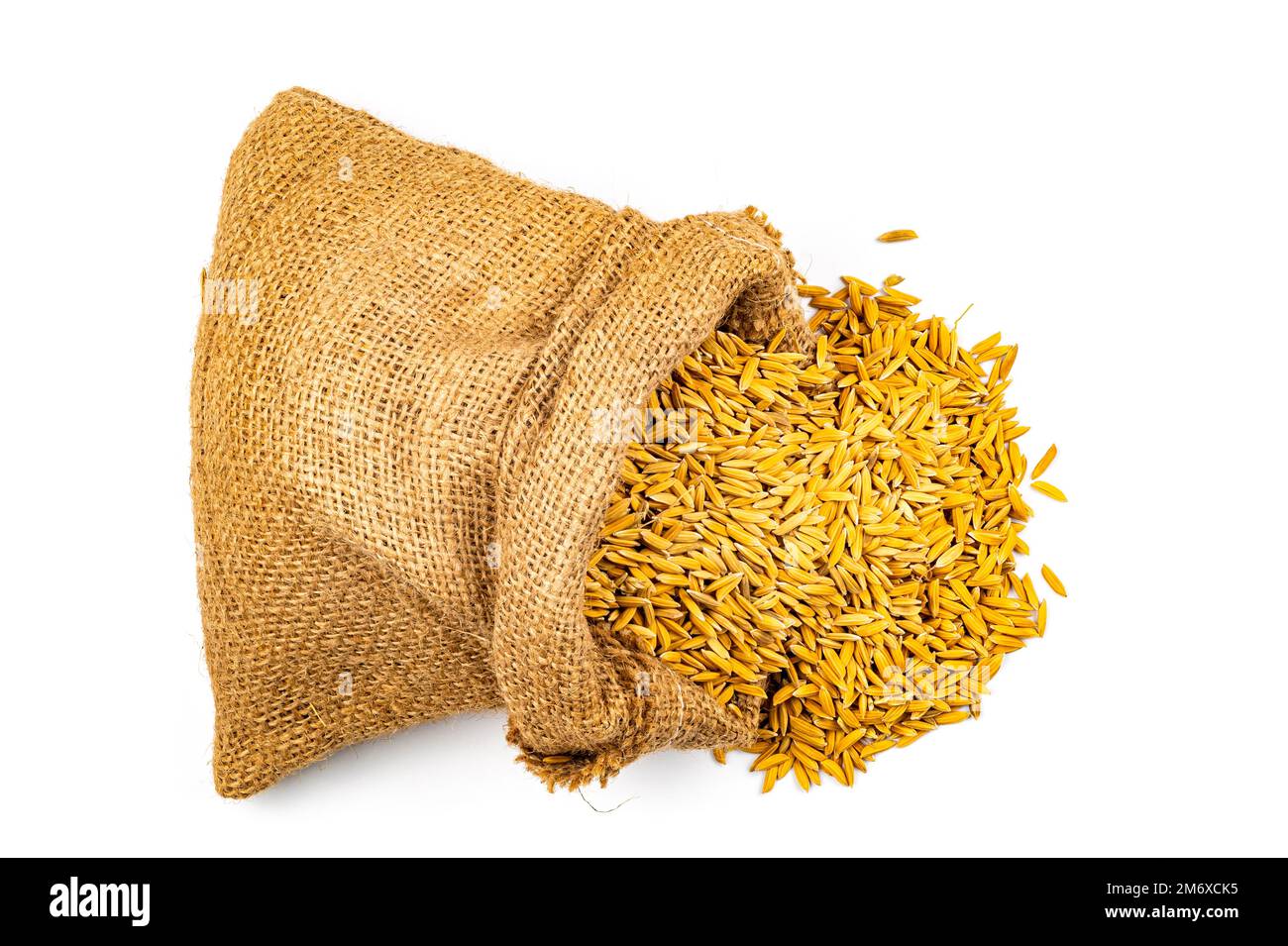 Top view pile of freshly harvested dry golden color paddy jasmine rice ...