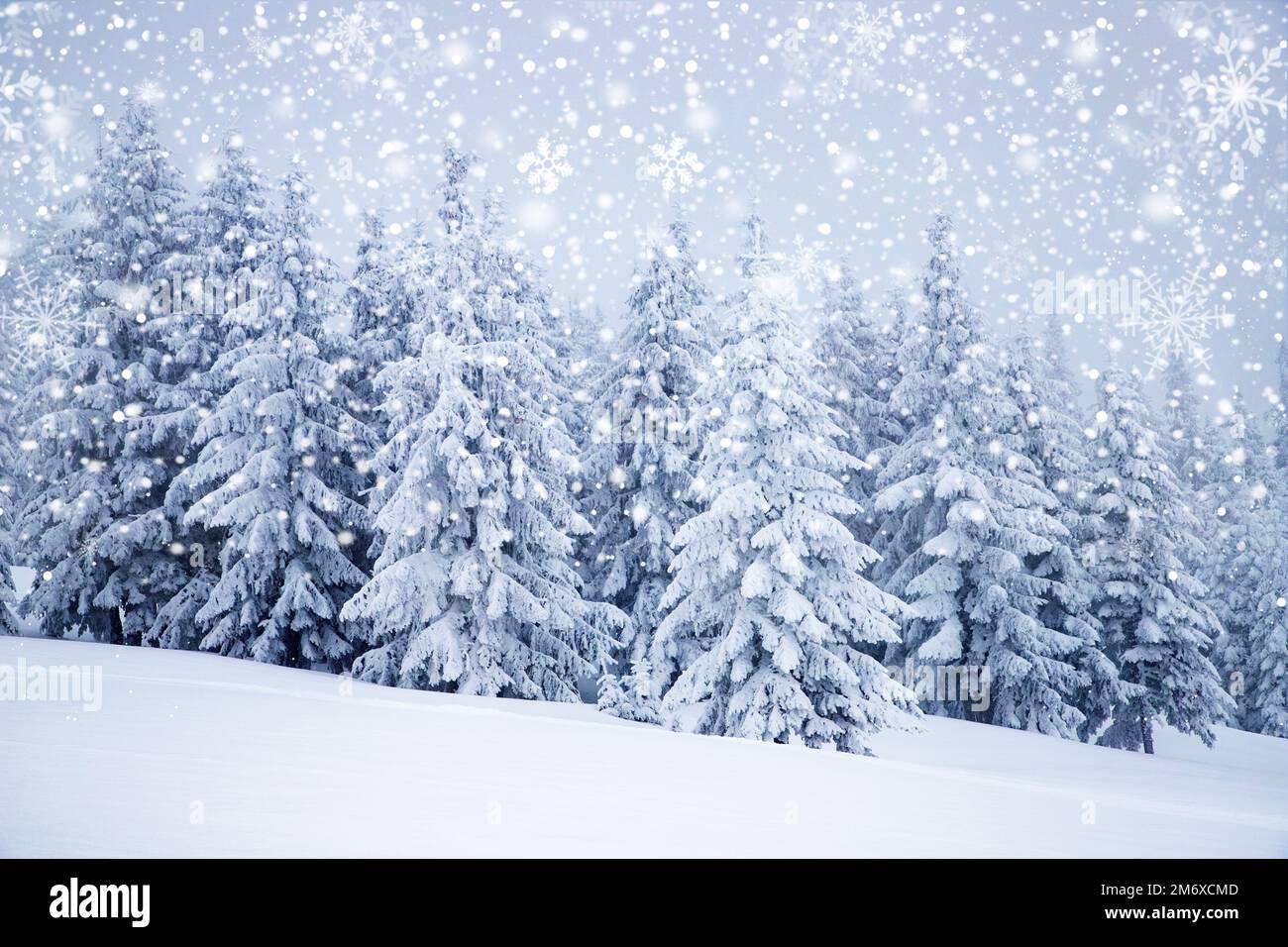 Frozen fir trees hi-res stock photography and images - Alamy