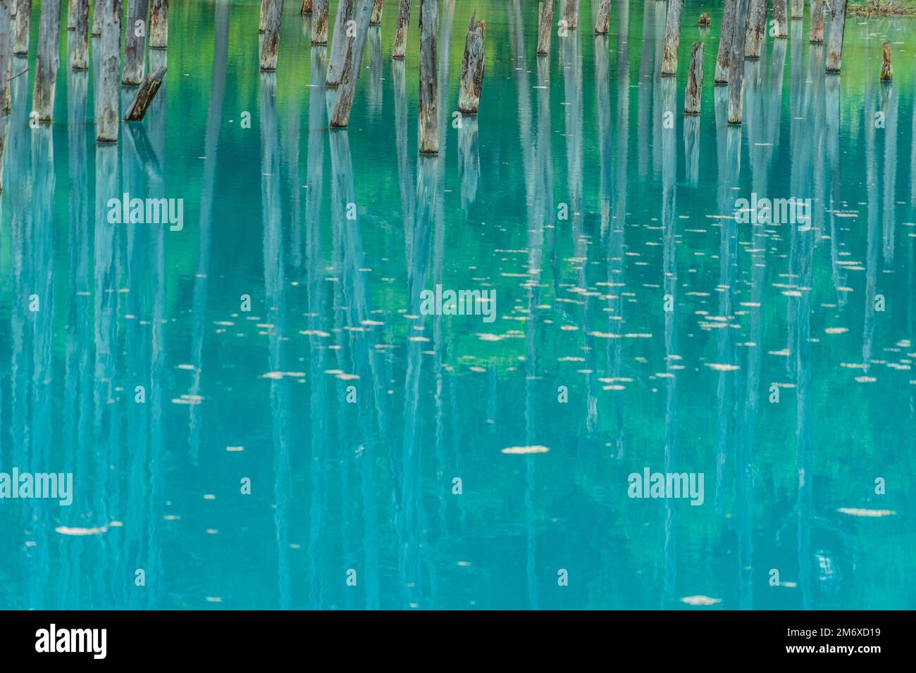Platinum blue pond (Hokkaido Biei-cho Stock Photo - Alamy