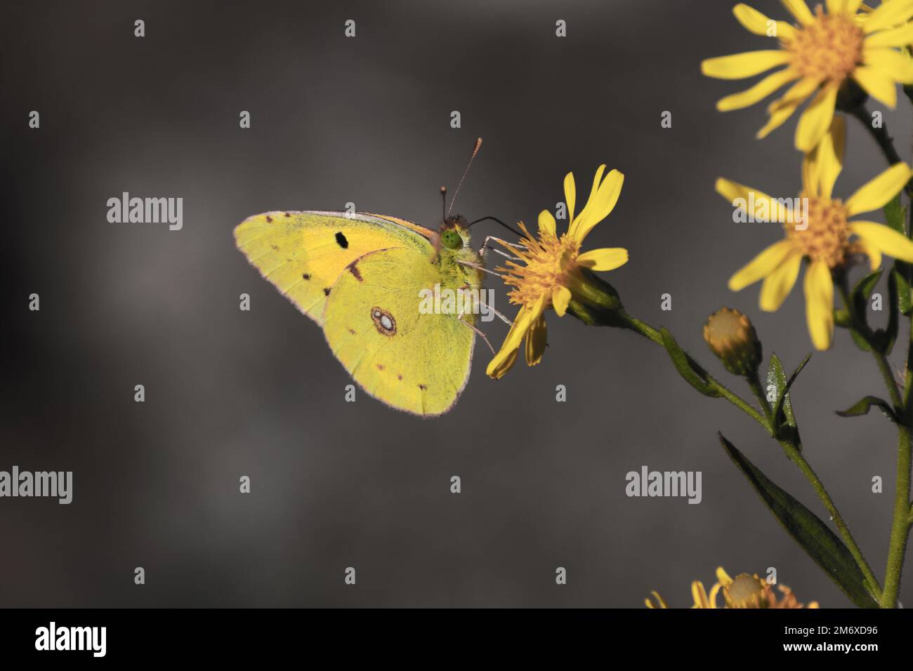 Crocea hi-res stock photography and images - Alamy