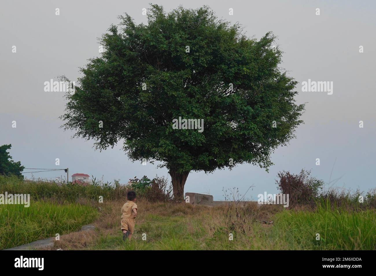 A beautiful view of a kid running on the grass and a big tree under a ...