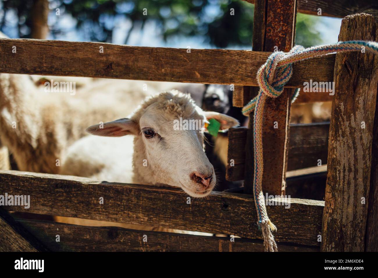 Group of sheep in farm. Modern farming dairy and meat production ...
