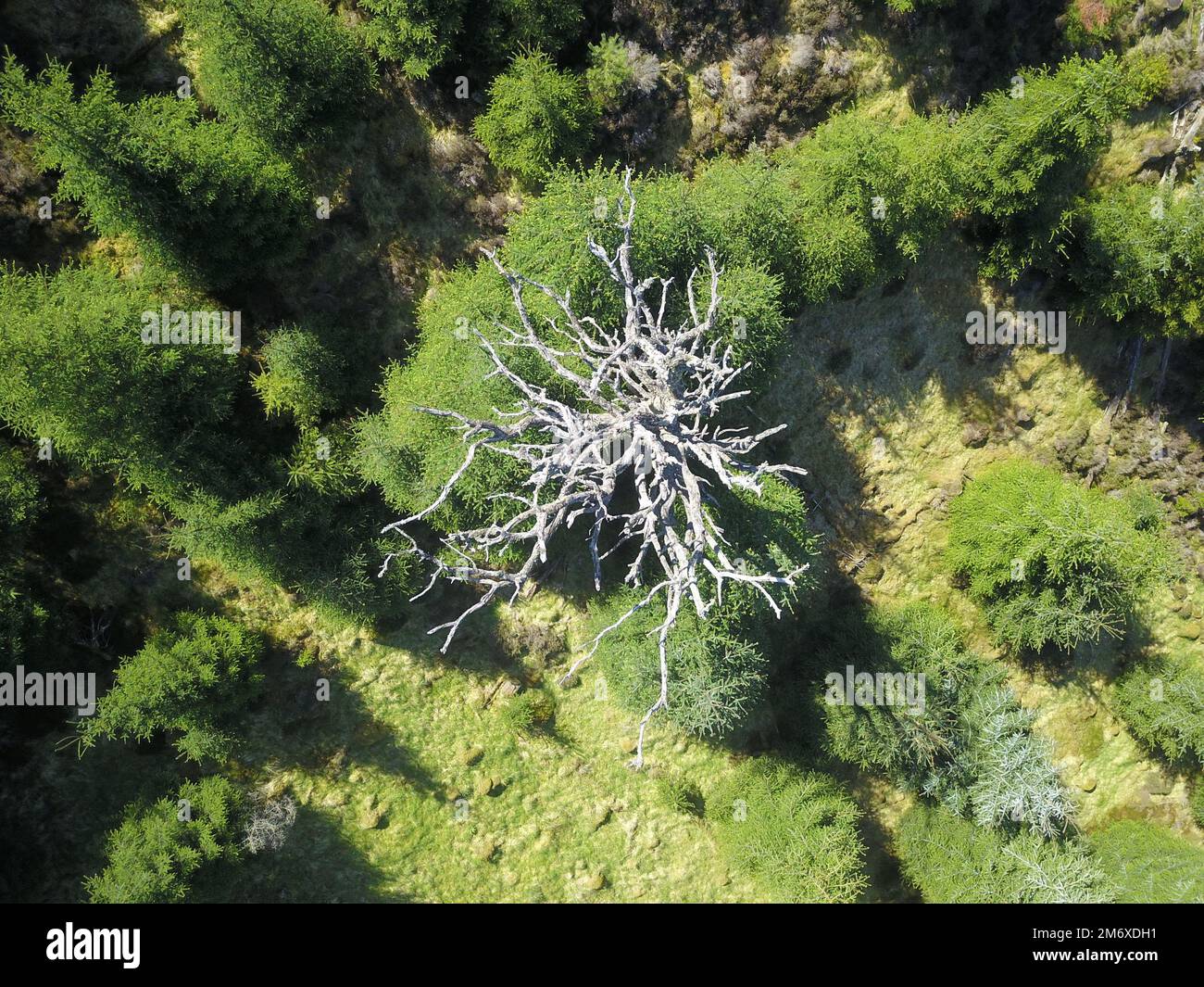 An aerial shot of dead tree limbs next to the green trees Stock Photo ...