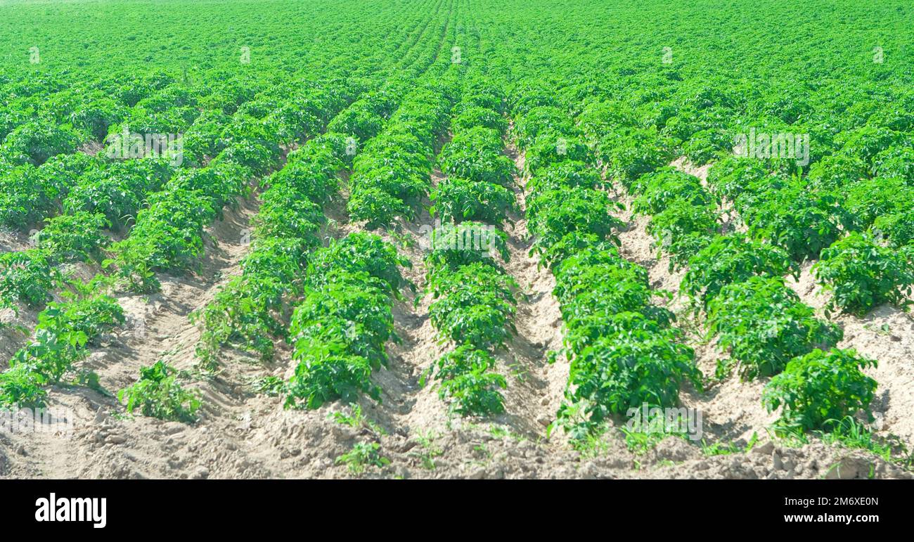field of potato close up Stock Photo - Alamy