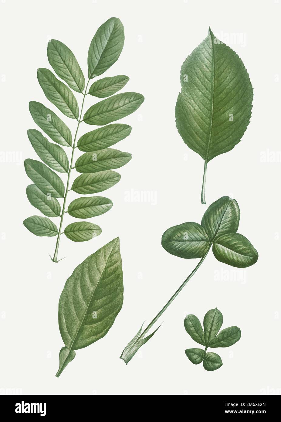 Vintage tree leaves set vector Stock Vector Image & Art - Alamy