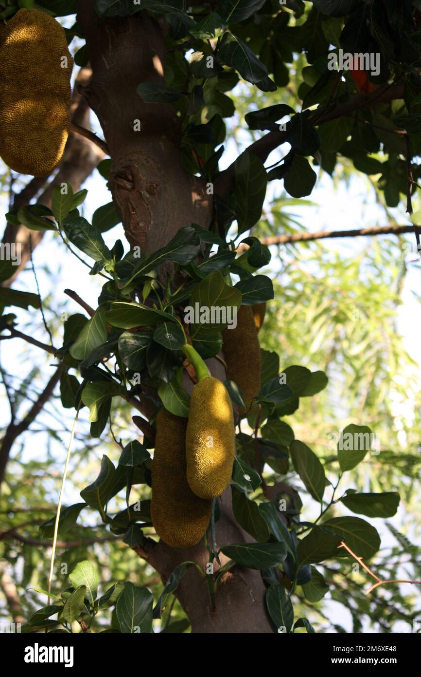 Jackfruits (Artocarpus heterophyllus) hanging from tree trunk : (pix ...