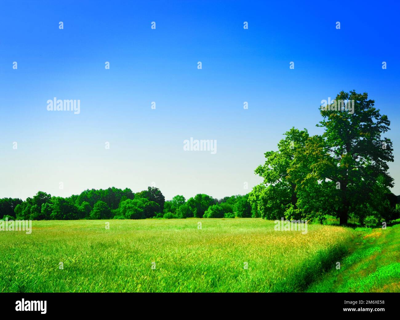 field with forest Stock Photo - Alamy