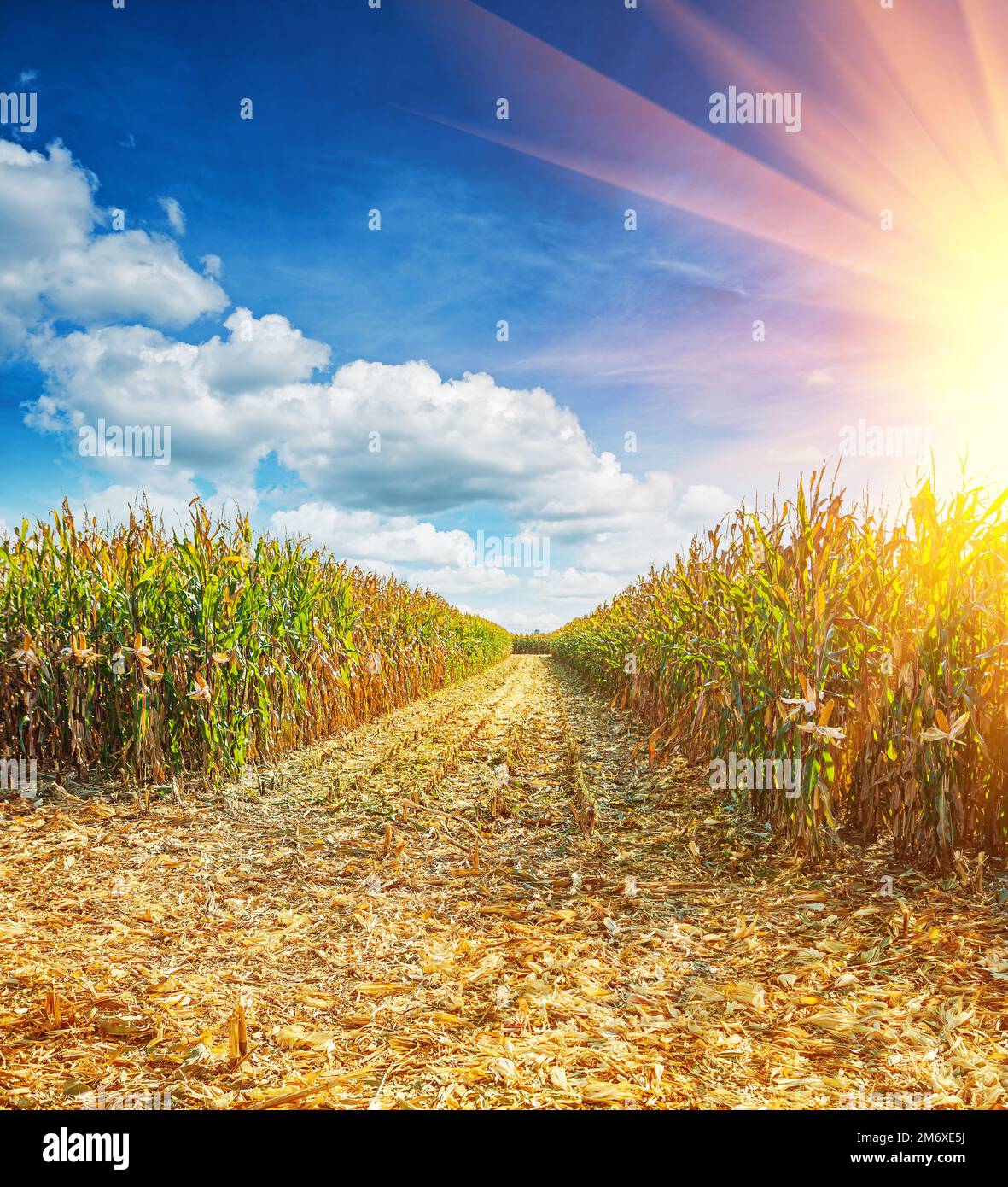 field with ripe plants of maize corn before harvesting Stock Photo - Alamy