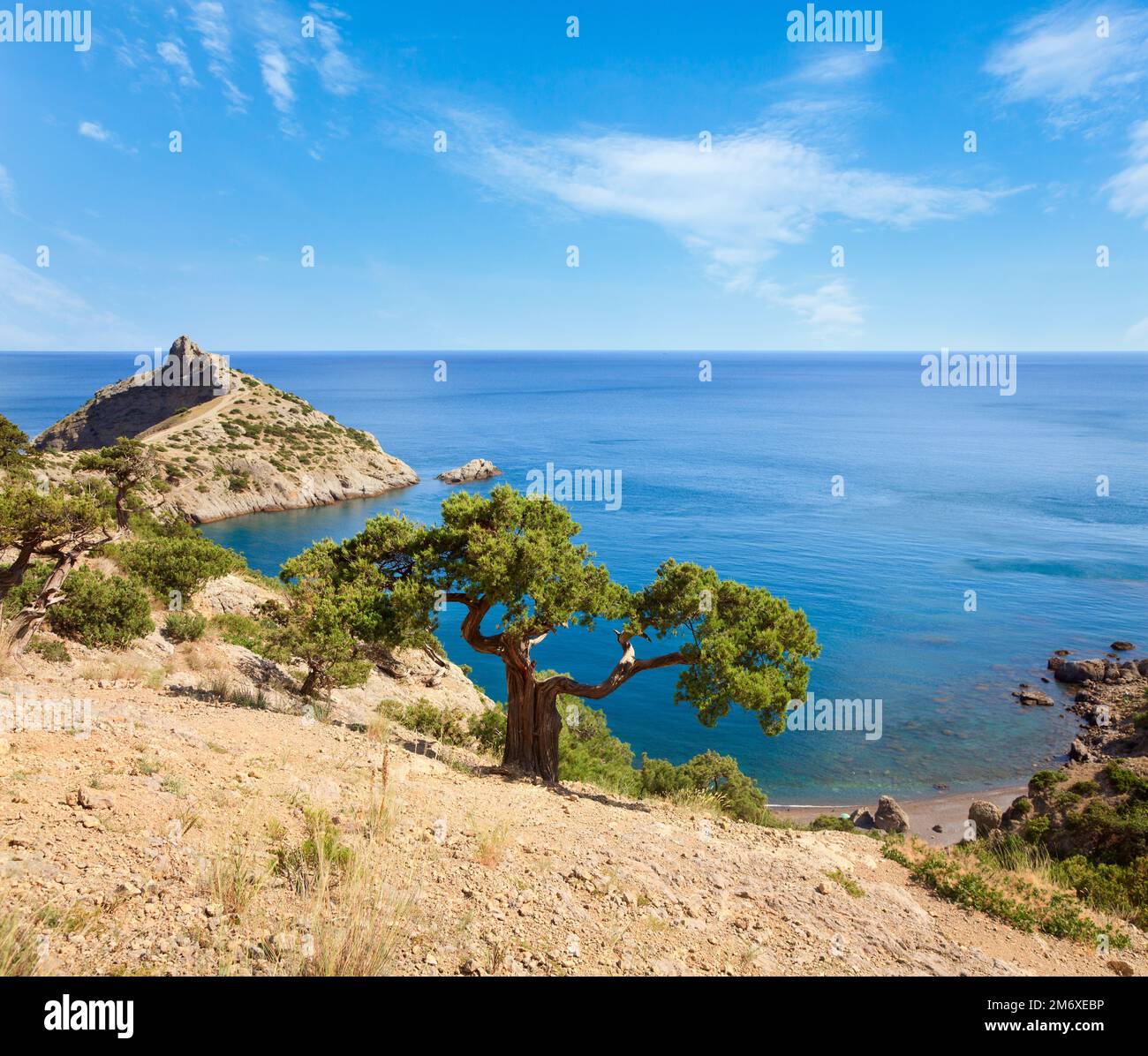 Juniper tree on rock and sea with Capchik cape behind (Novyj Svit ...