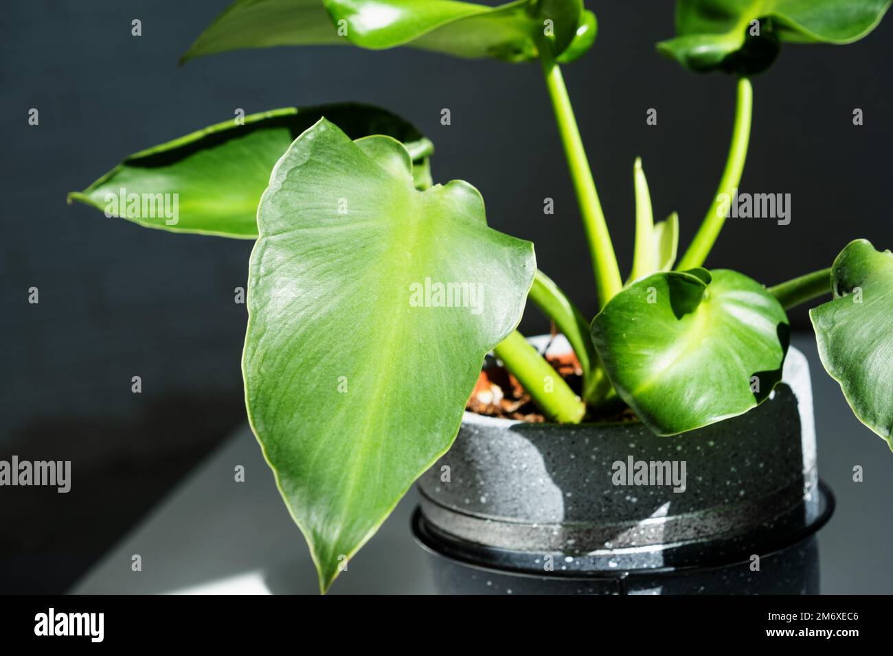 Philodendron Rugosum close-up in the interior. Houseplant Growing and ...