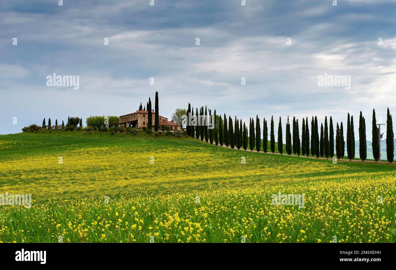 View on the traditional Tuscan farm with cypress trees alley Stock Photo - Alamy
