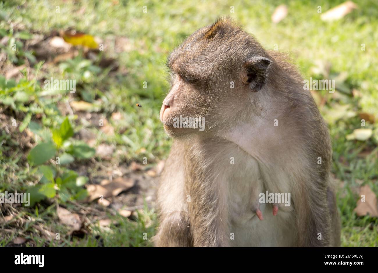 Flying monkey hi-res stock photography and images - Alamy