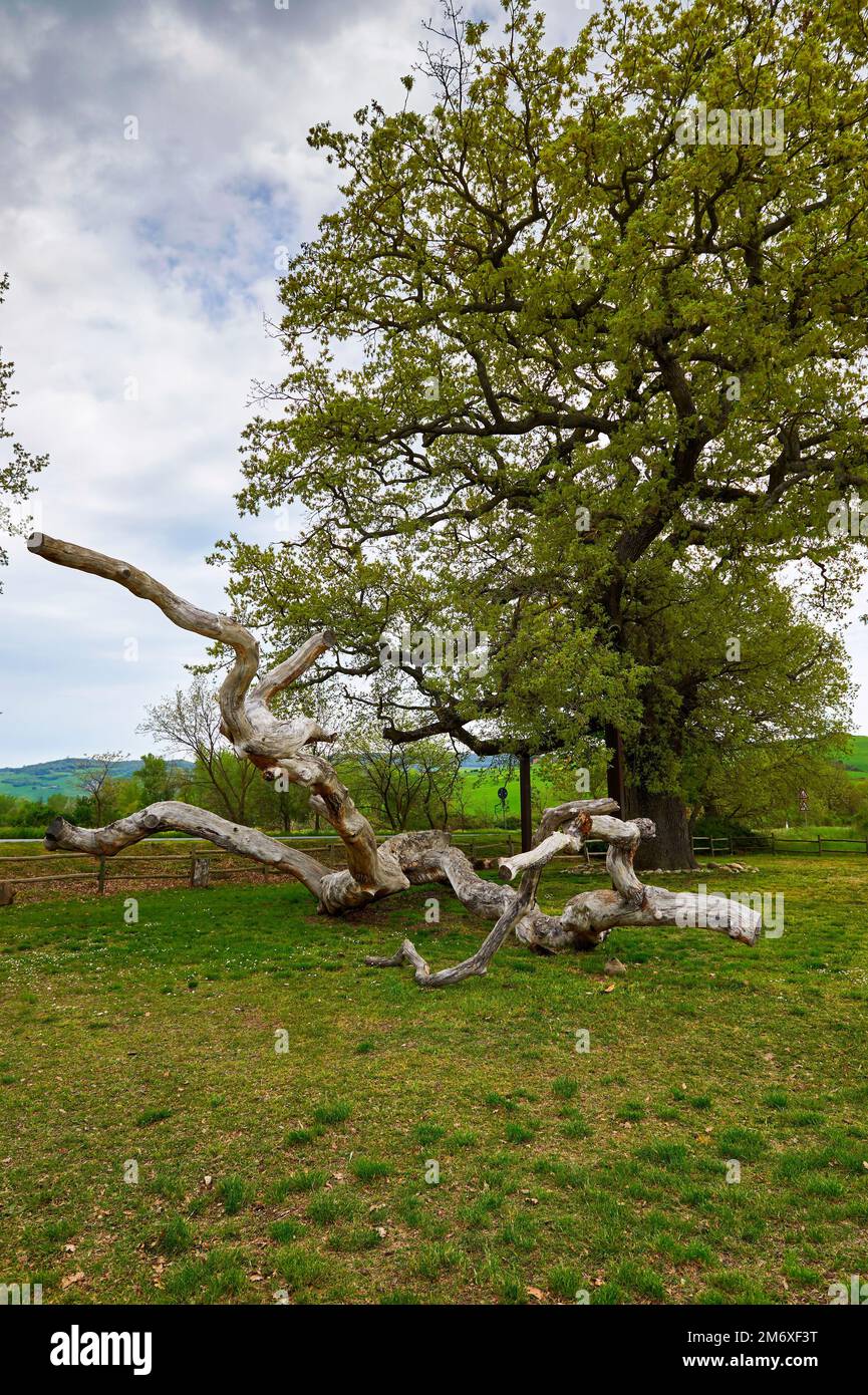 Secular trees hi-res stock photography and images - Alamy