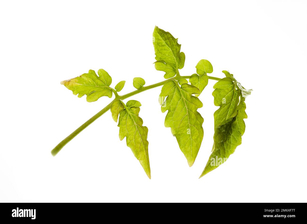 Fresh organic tomato leaf isolated on white background. Green leaf of ripe tomatoes, close up ...