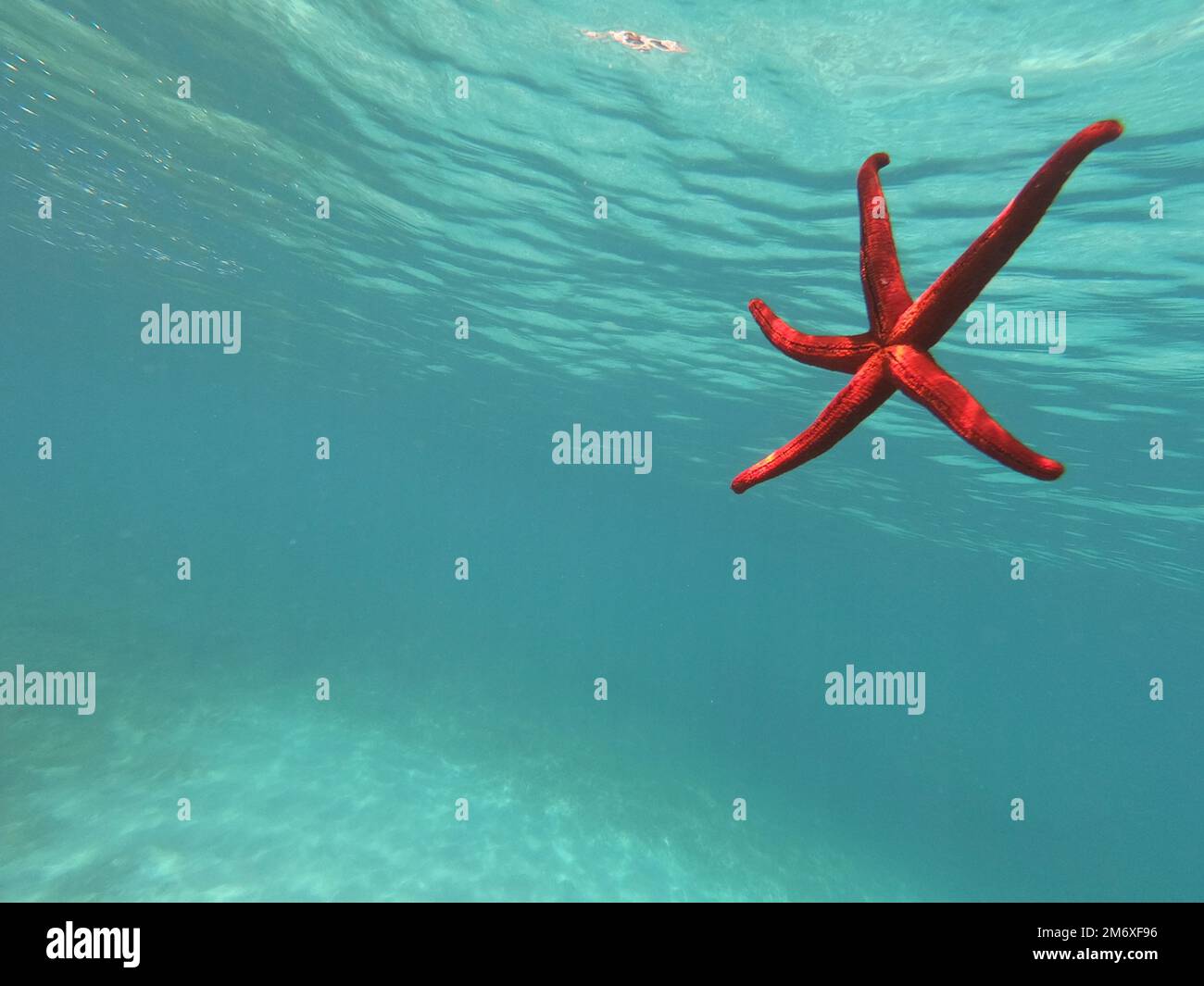 Undewater view of starfish floating in the turquoise waters of a beach ...