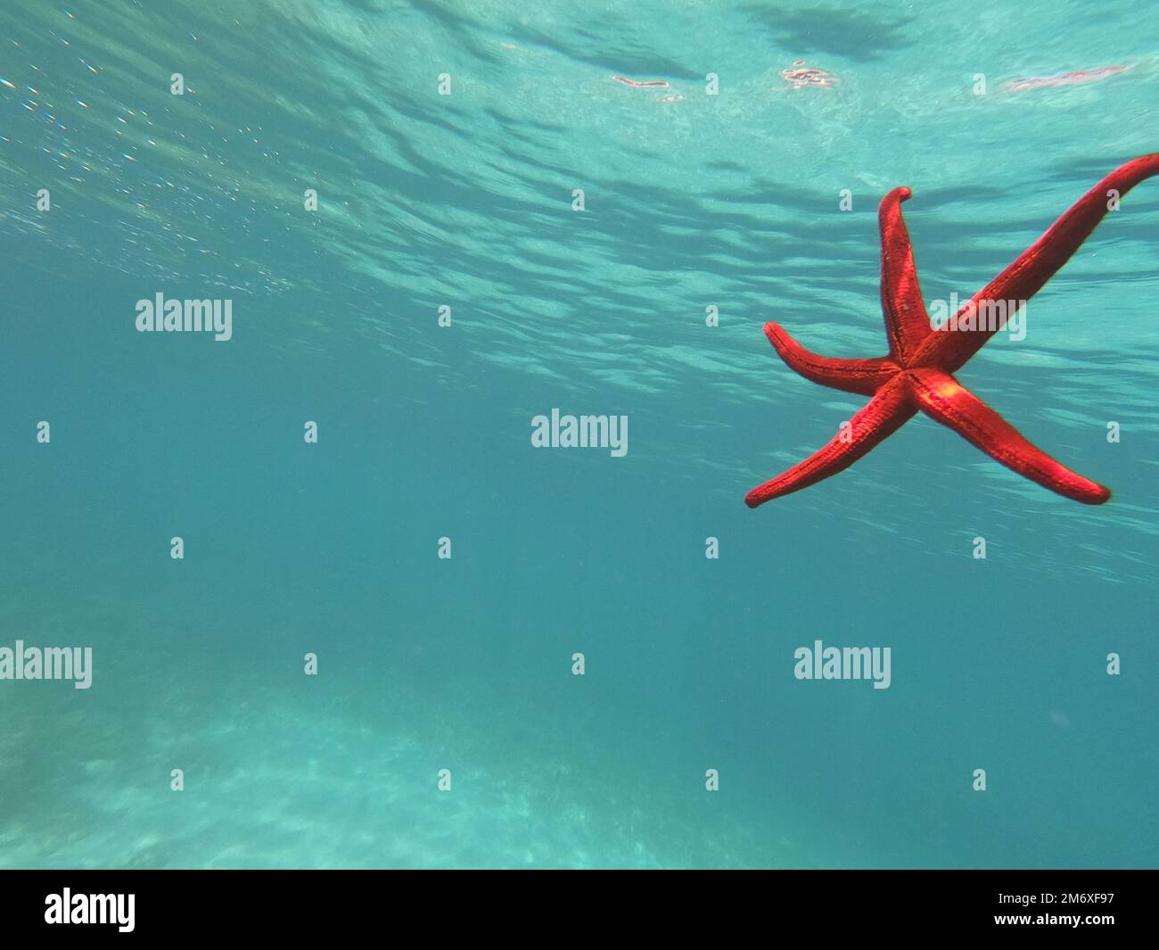 Undewater view of starfish floating in the turquoise waters of a beach ...