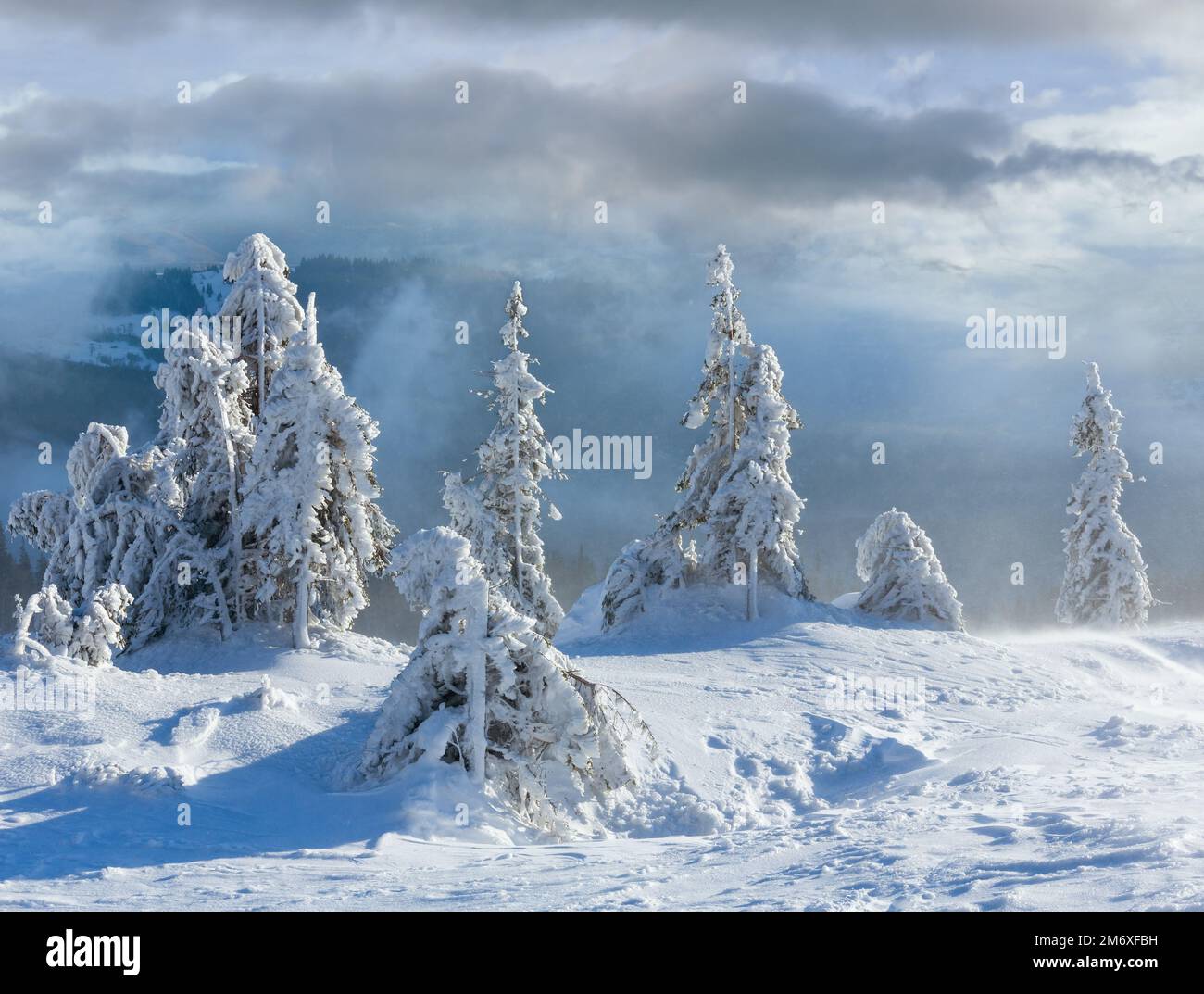 Cold windy cloudy weather trees hi-res stock photography and images - Alamy