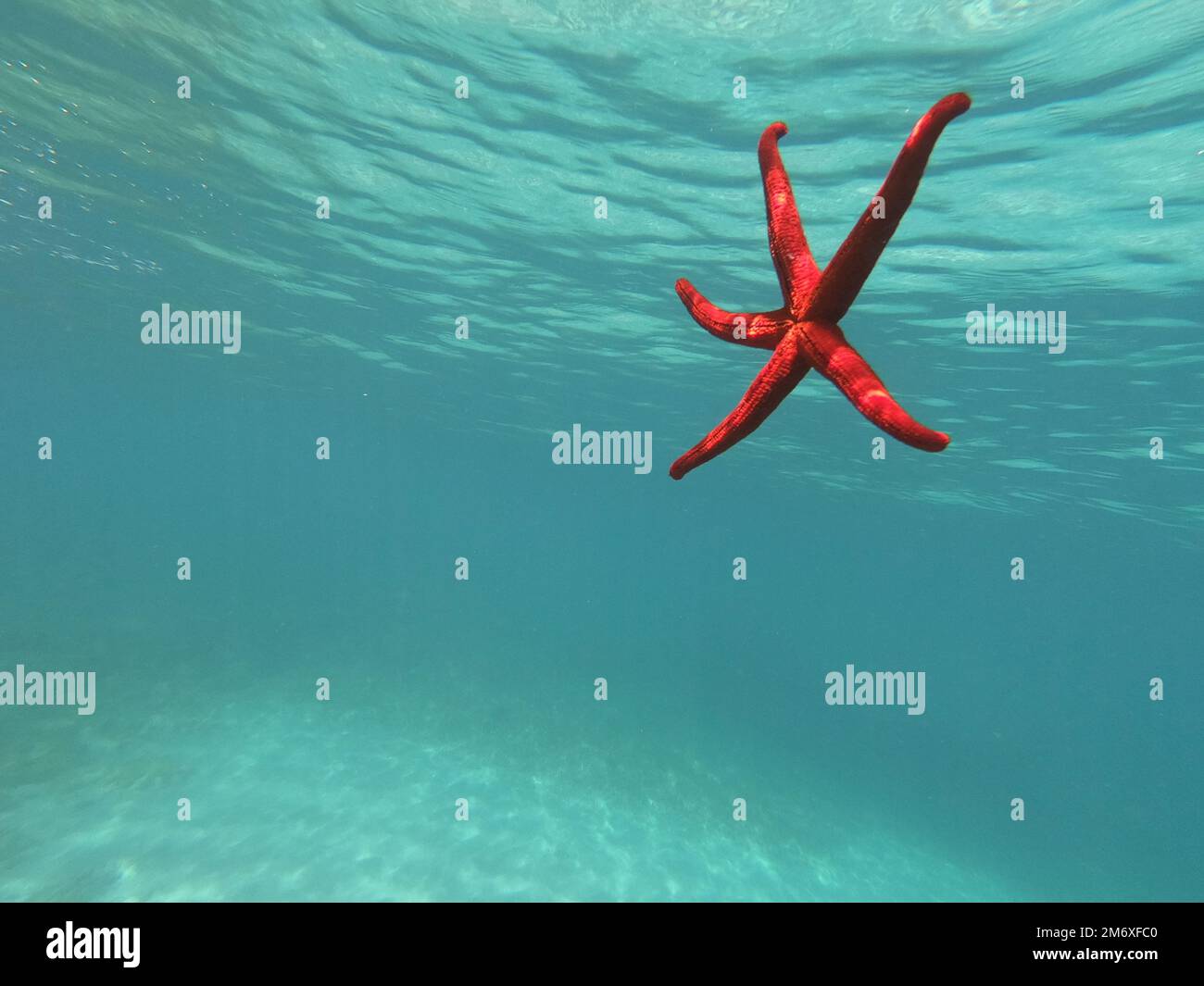 Undewater view of starfish floating in the turquoise waters of a beach ...