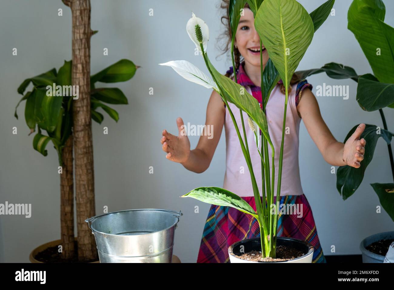 Girl transplants a potted houseplant into a new soil with drainage ...