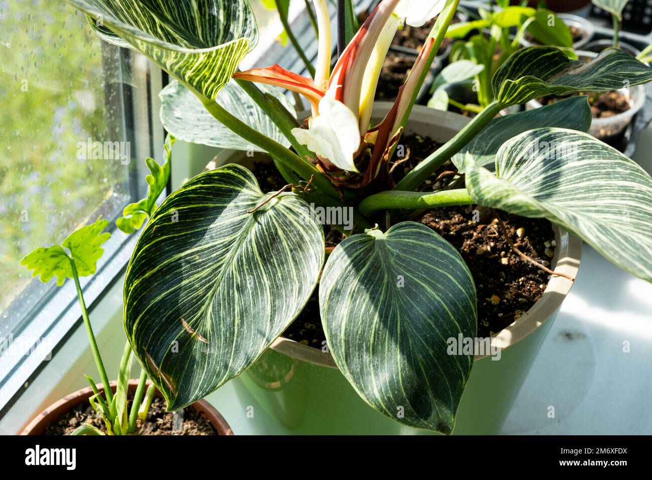 Houseplant philodendron Birkin on the windowsill by the window. Growing ...