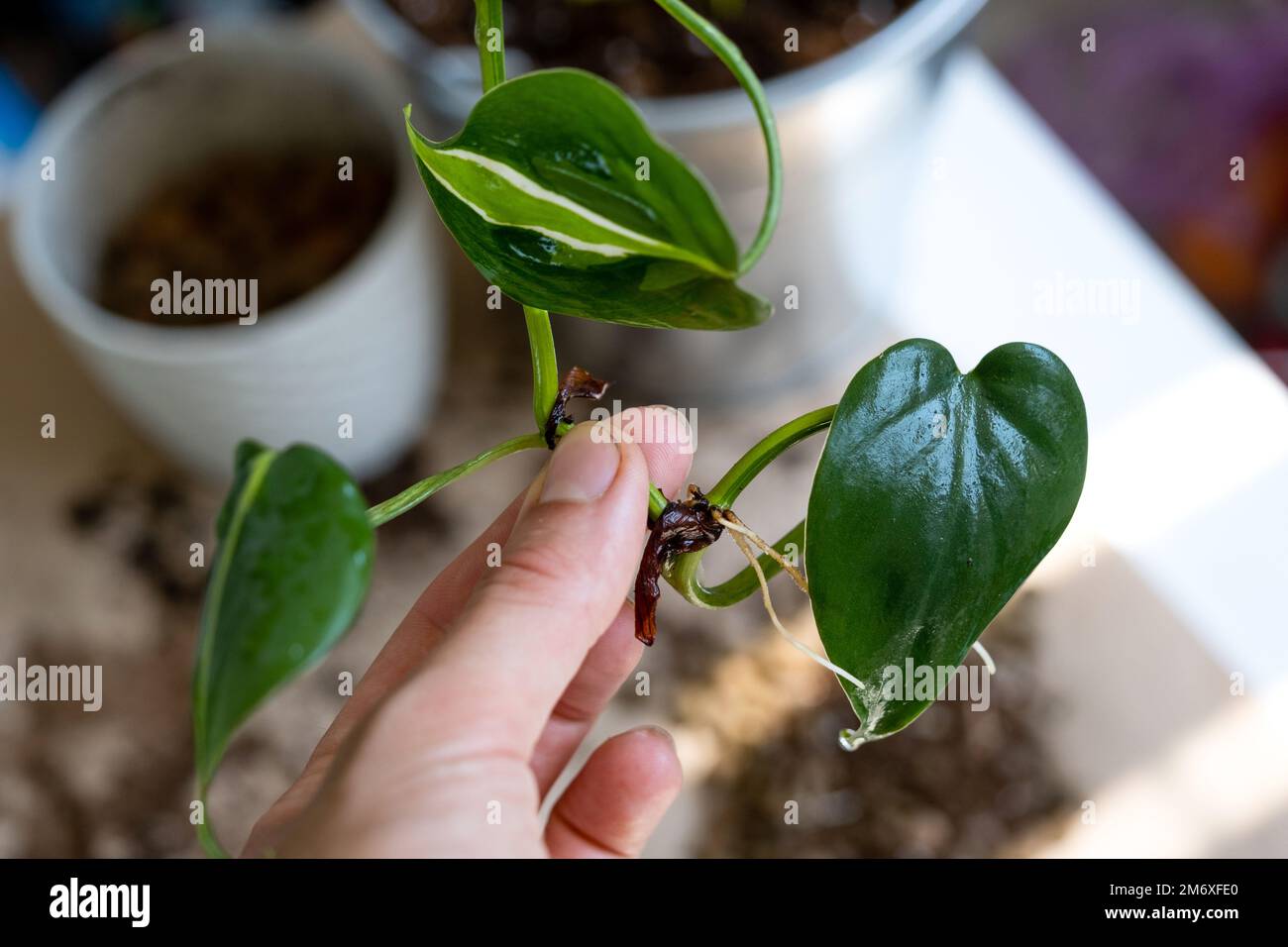 The stalk of a domestic plant with roots for reproduction and planting ...