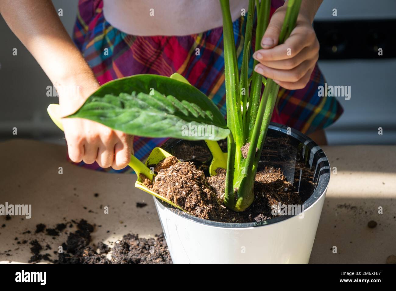 Spathiphyllum fertilizing hi-res stock photography and images - Alamy