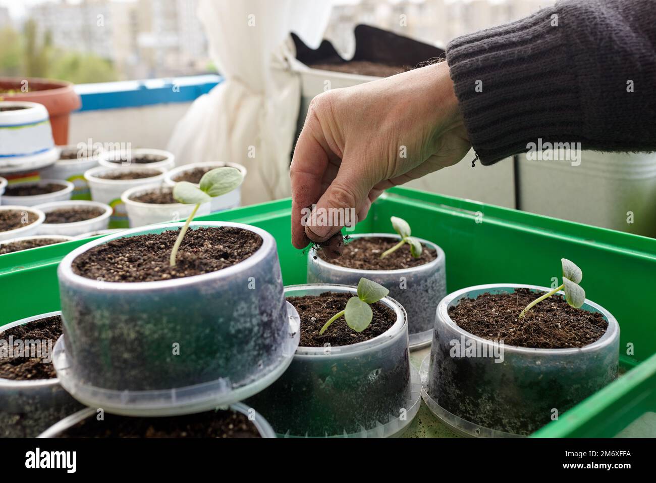 Old man gardening in home greenhouse. Men's hands planting cucumber ...