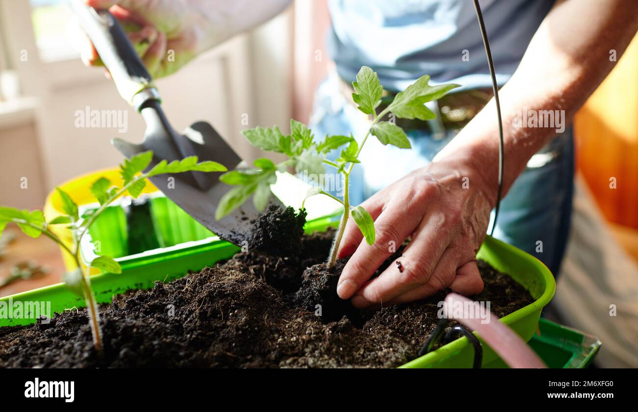 Old man gardening in home greenhouse. Men's hands planting tomato ...