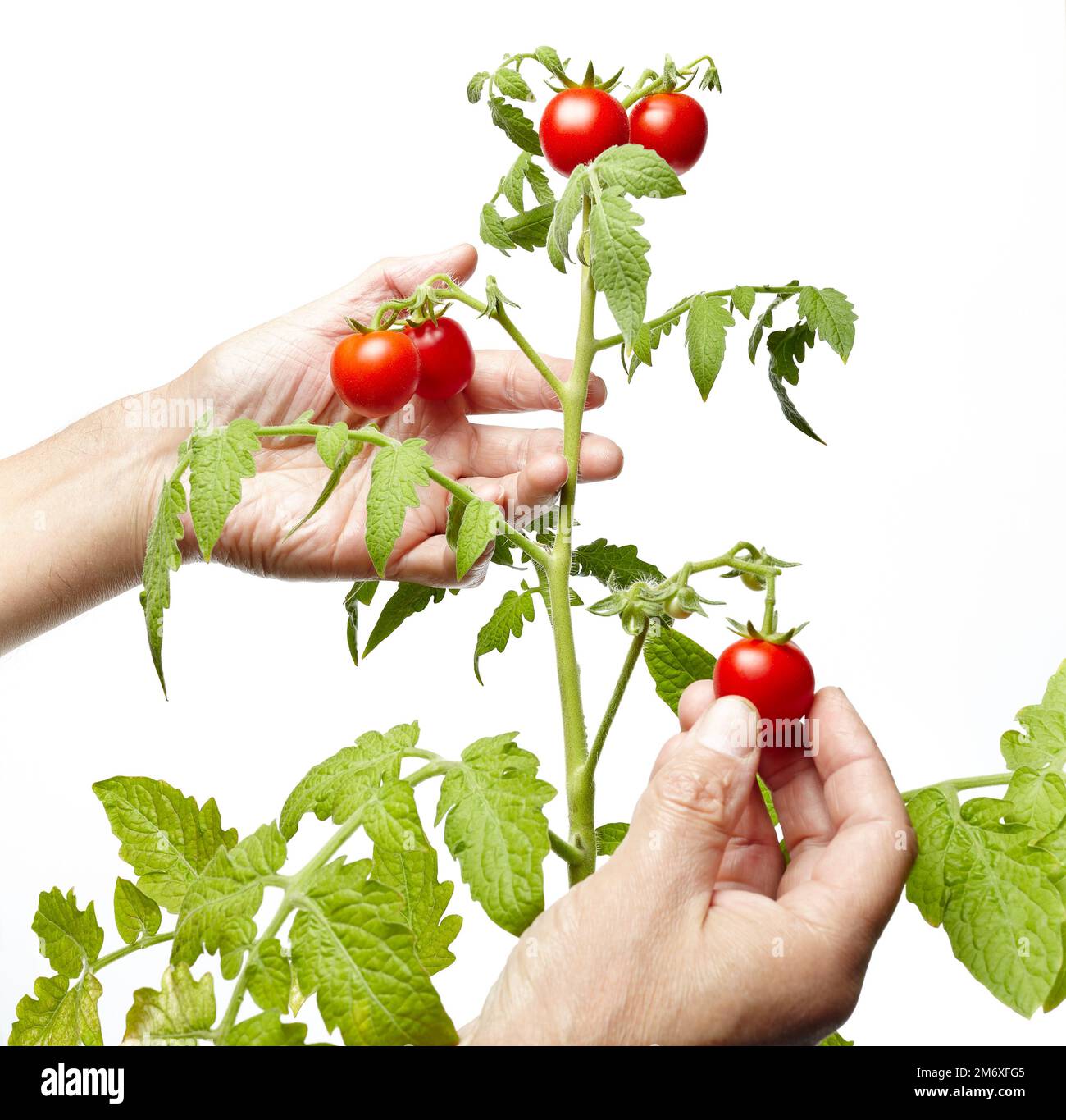Men's hands harvesting fresh organic tomatoes in home garden, isolated ...