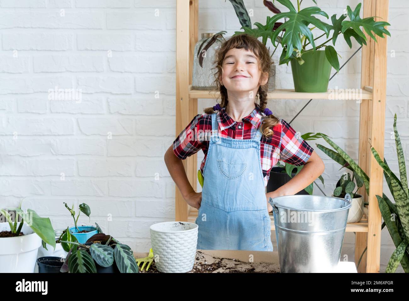 Girl transplants a potted houseplant philodendron into a new soil with ...