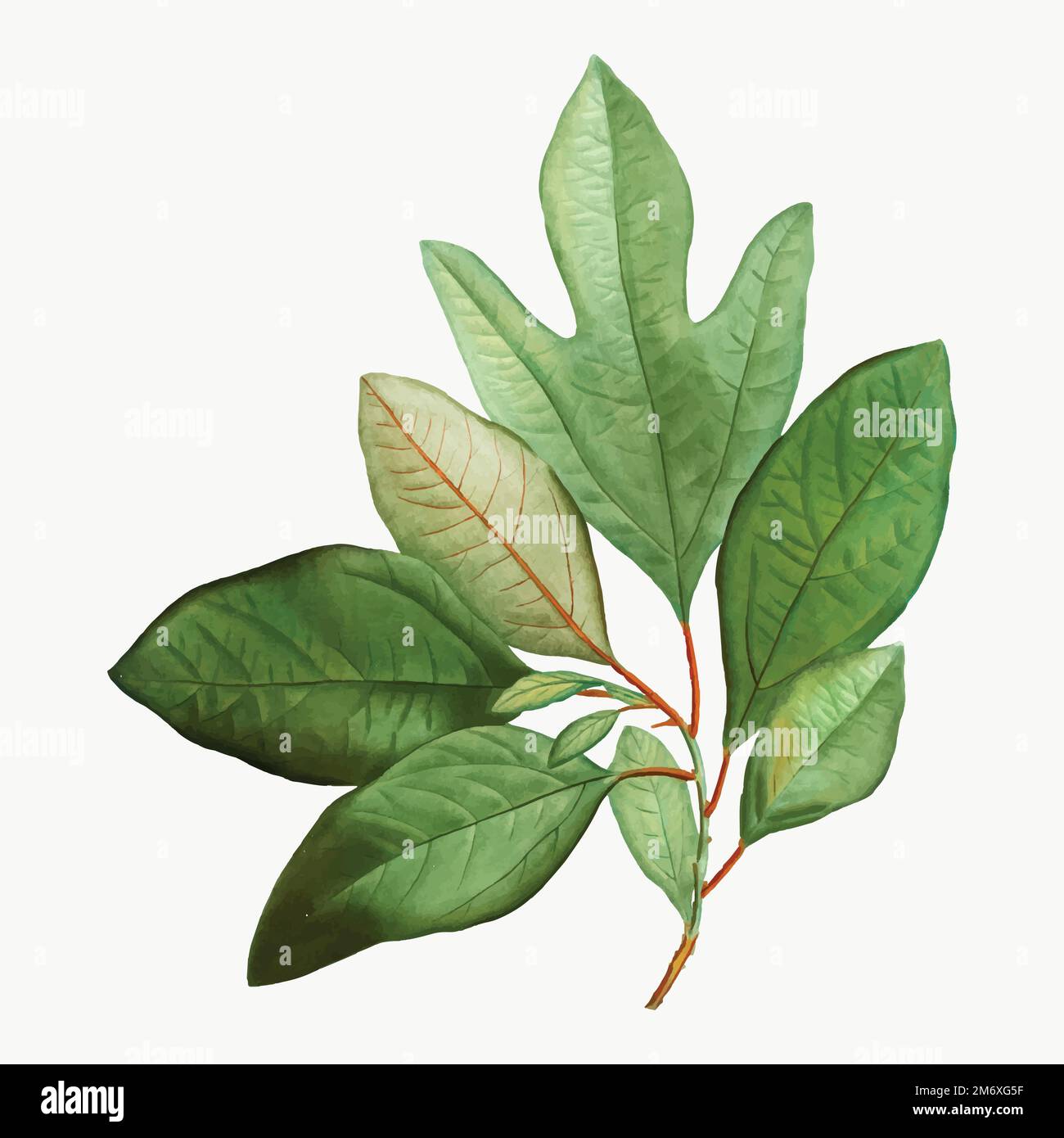 Bay laurel drawing Stock Vector Images - Alamy