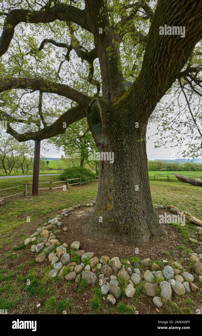 Secular trees hi-res stock photography and images - Alamy