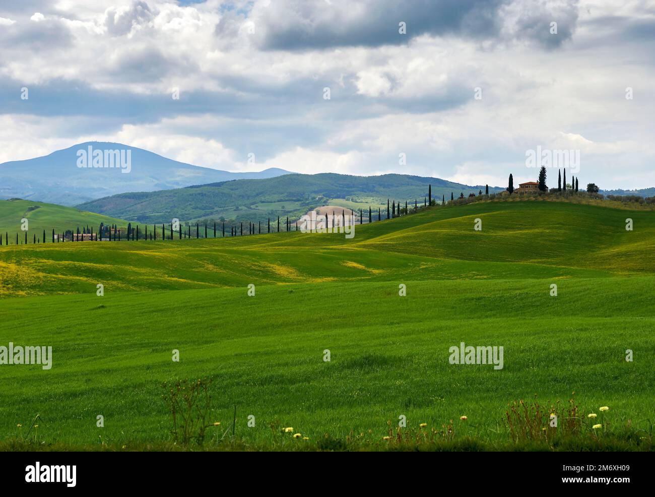 View on the traditional Tuscan farm with cypress trees alley Stock Photo - Alamy