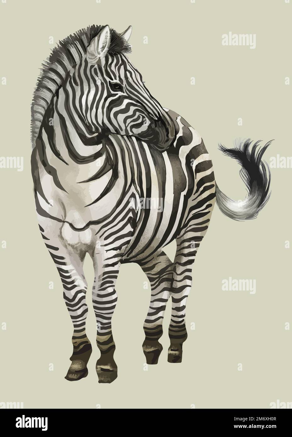Wild exotic zebra isolated vector Stock Vector Image & Art - Alamy