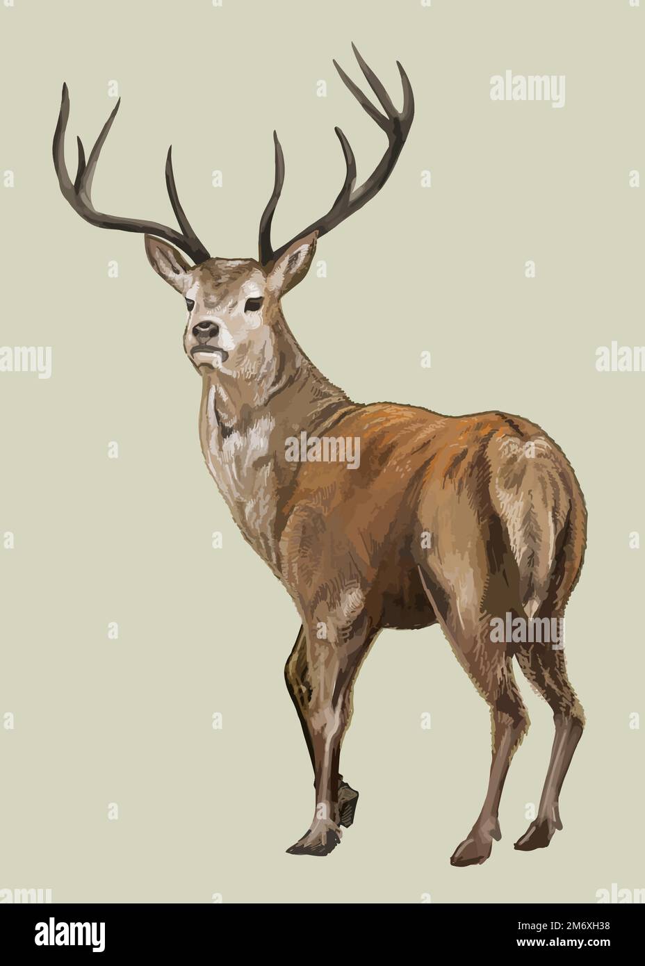 Dear with tusks and antlers vector Stock Vector Image & Art - Alamy